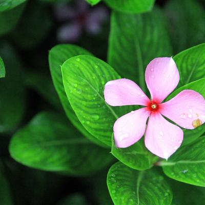 Purple wildflowers green leaf drops spring - KDE Store