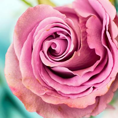 Pink rose flower macro - KDE Store