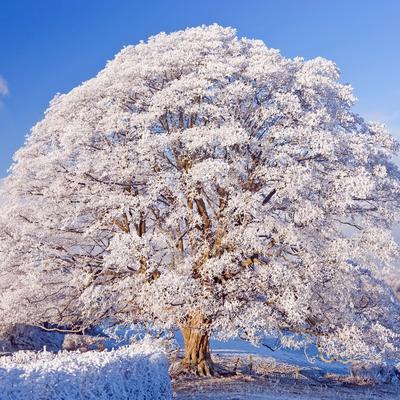 Winter Cotswolds Tree England - KDE Store