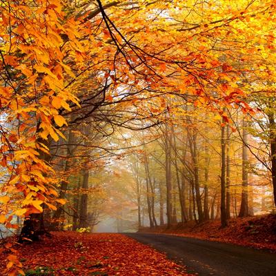 Wood autumn road trees-2016 Scenery HD Wallpaper - KDE Store