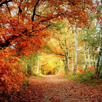 Autumn birches leaves path-2016 Scenery HD Wallpap.. - KDE Store