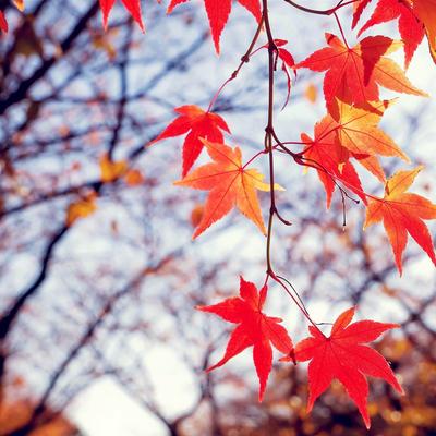 red autumn leaves-Scenery HD wallpaper - KDE Store