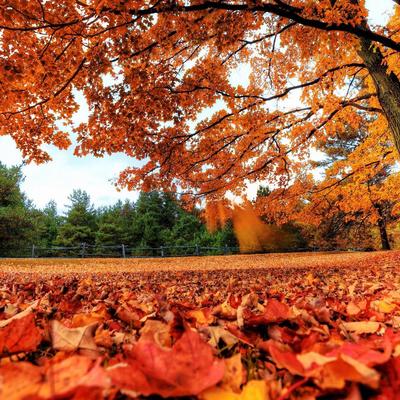red autumn leaves-Scenery HD wallpapers - KDE Store