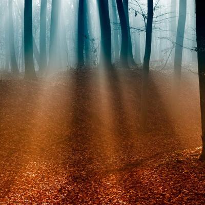 autumn forest-Natural landscape - KDE Store