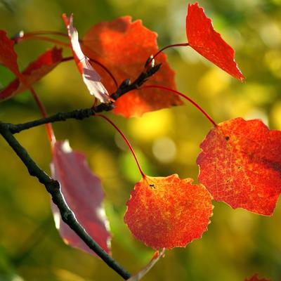 leaves maple tree dry-Autumn - KDE Store