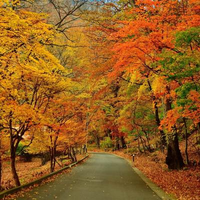 park trees road-Autumn - KDE Store