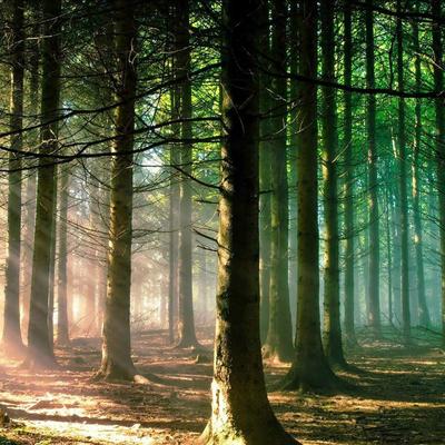 sun shining through the forest-natural - KDE Store
