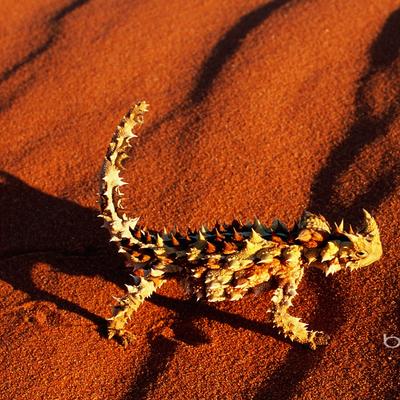 Walking through the red desert devil Horned Lizard - KDE Store