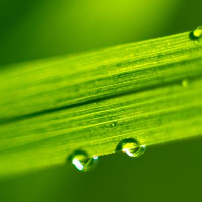 Drops Water 2021 Fresh Green Leaf Macro - KDE Store
