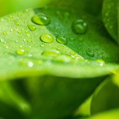 Green Fresh Water Drop Leaves - KDE Store