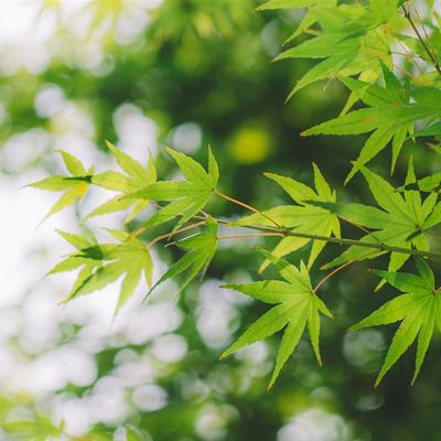 Green maple leaves sunshine - KDE Store