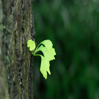 Ginkgo Trunk Green Leaf Water Drops - KDE Store