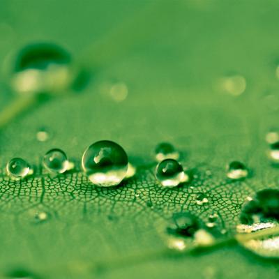 Green Tree Leaves Water Drops - KDE Store