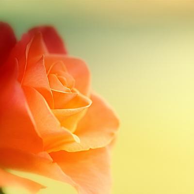 Sunshine Red Dreamy Rose - KDE Store