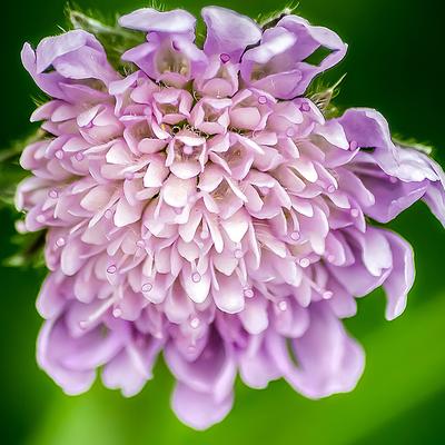 Purple Flowers Closeup Green Leaves - KDE Store