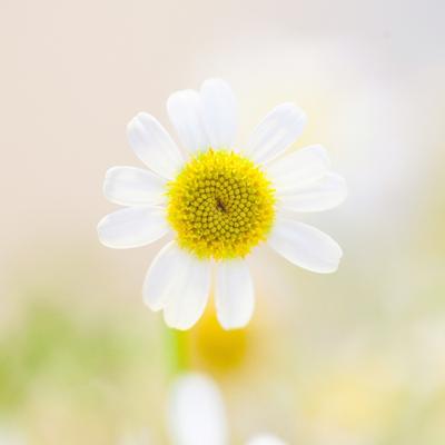 Blooming White Flowers Bokeh - KDE Store