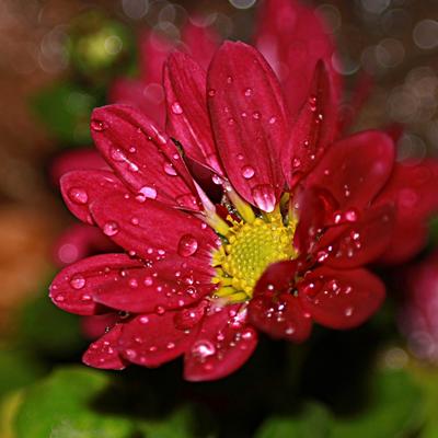 Drops-Flowers photography - KDE Store