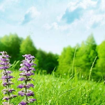 Meadow and forest Natural scenery Desktop - KDE Store