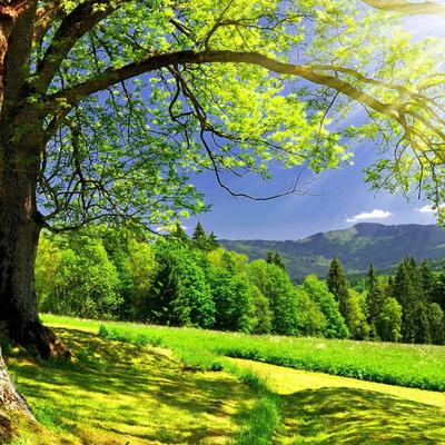 Spring warmth of the sun Scenery - KDE Store