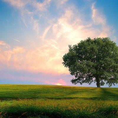 Fresh nature tree natural - KDE Store