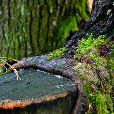 Green tree winter Natural - KDE Store