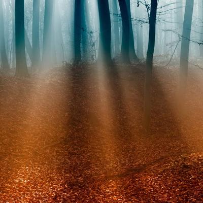 Autumn forest Natural landscape - KDE Store