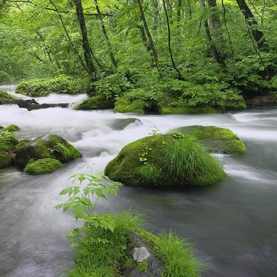 Forest stream Forest Landscape - KDE Store