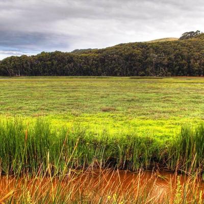 Green Forest beautiful natural - KDE Store