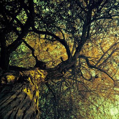 Branches Trees - KDE Store