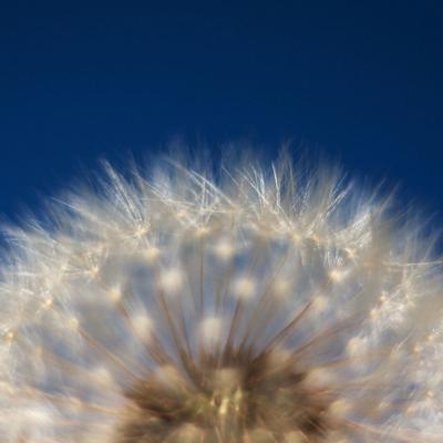 Dandelion Flower - KDE Store