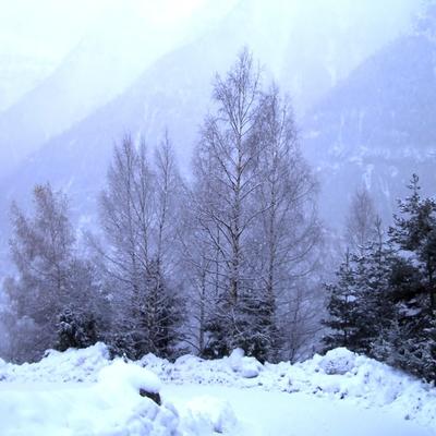Snow and trees beautiful winter - KDE Store