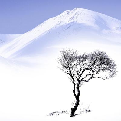 Single tree and white snow - KDE Store