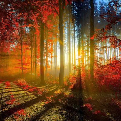 Red forest autumn of natural scenery - KDE Store