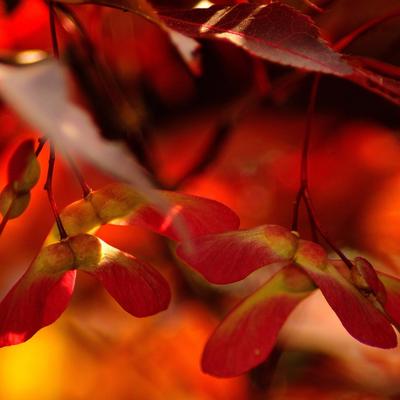 Red autumn leaves close up autumn - KDE Store