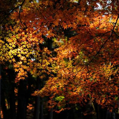 Maple forest Autumn landscape widescreen - KDE Store