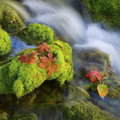 Fall leaves Autumn landscape - KDE Store