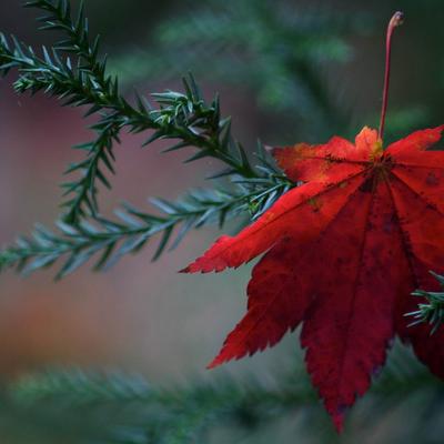 Red fallen leaf Autumn Nature - KDE Store