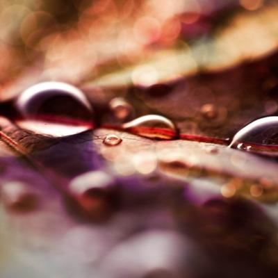 Fall leaves and raindrops Autumn Nature - KDE Store