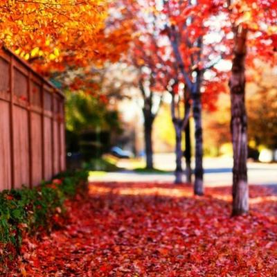Red leaves fall Landscape - KDE Store
