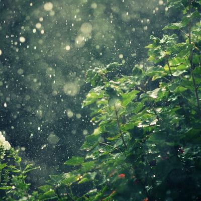 Rain Summer landscape - KDE Store