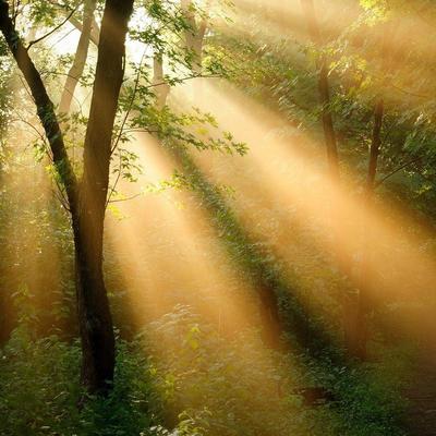 Sunshine through Forest - KDE Store