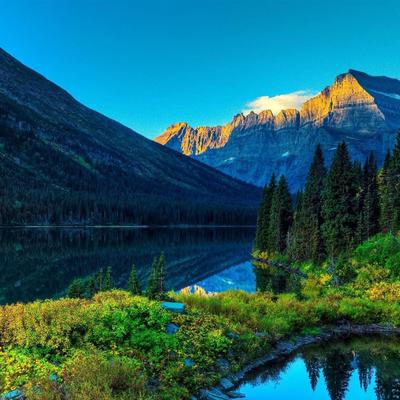 Green Forest Nature - KDE Store