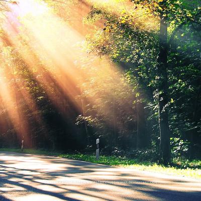 Paradise path Summer - KDE Store