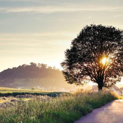 Backlit Tree - KDE Store