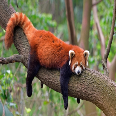 Red Panda China - KDE Store