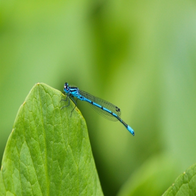 Green leaf blue dragonfly cute insect - KDE Store