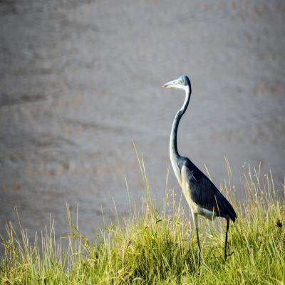 Lake bank grass bird - KDE Store