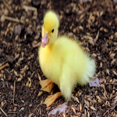 Yellow duckling chick - KDE Store