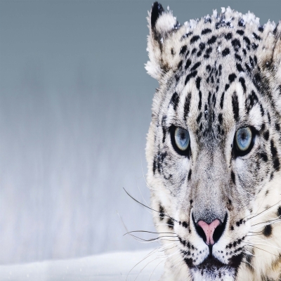 Snow leopard blue eyes - KDE Store