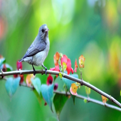 Poorna Kedar small bird Animal - KDE Store